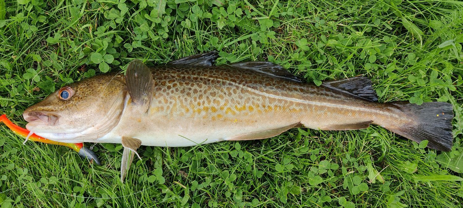 Last Atlantic Cod (Baltic) caught | (Gadus Morhua) | FishFriender