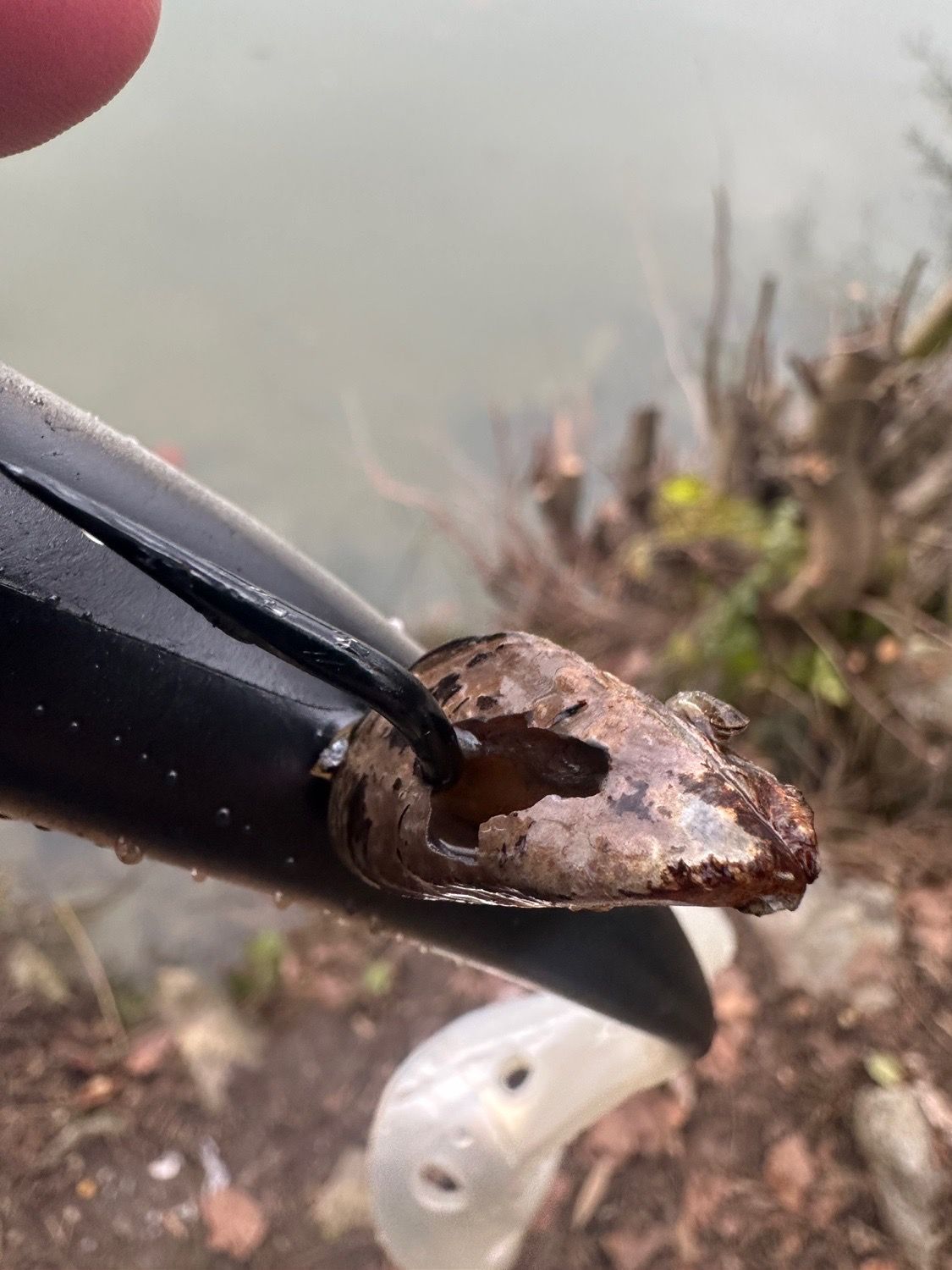 Last Blue Mussel caught | (Mytilus Edulis) | FishFriender
