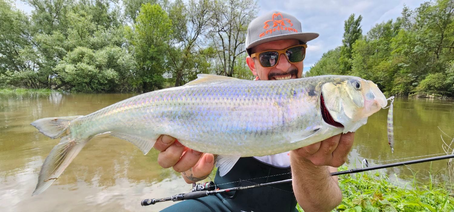 Last Twaite Shad caught | (Alosa Fallax) | FishFriender