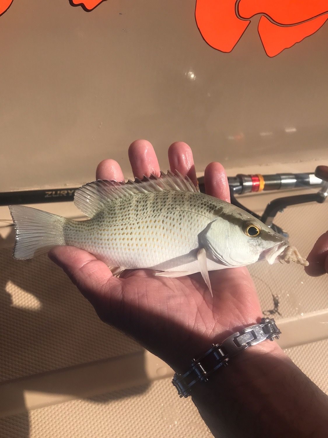 Best gear to fish Grey Snapper | (Lutjanus Griseus) | FishFriender