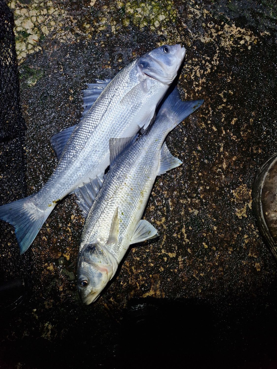 Species Card of European Bass (Seabass) | (Dicentrarchus Labrax ...