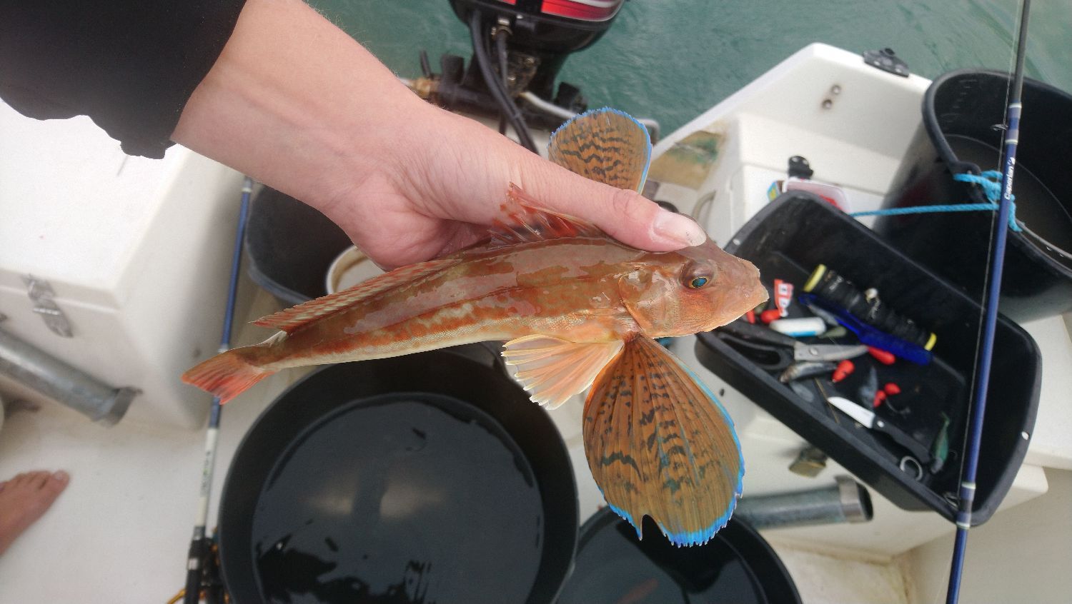 Best gear to fish Red Gurnard | (Aspitrigla Cuculus) | FishFriender