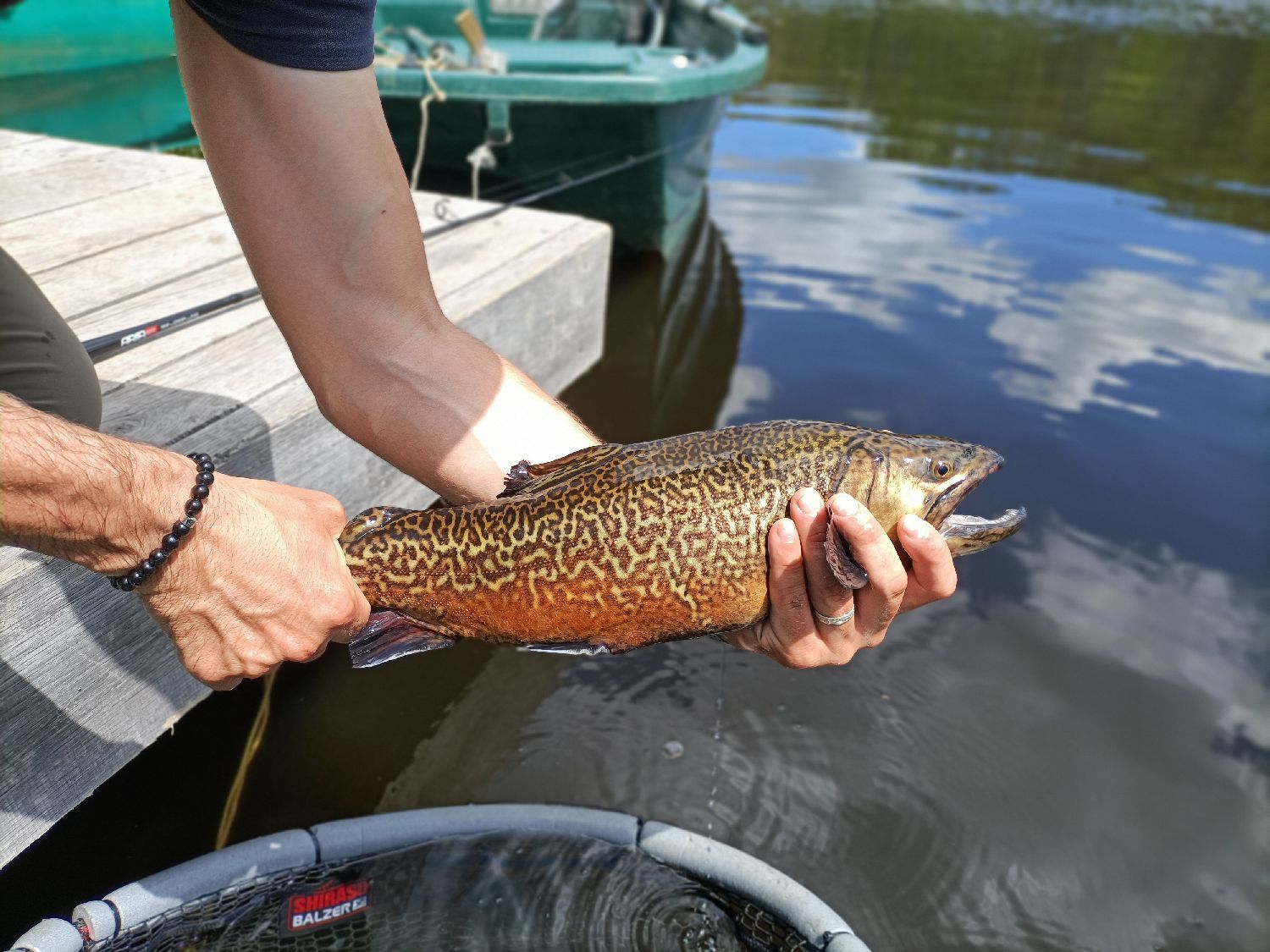 Last Tiger Trout caught | (Salmo trutta X Salvelinus fontinalis ...