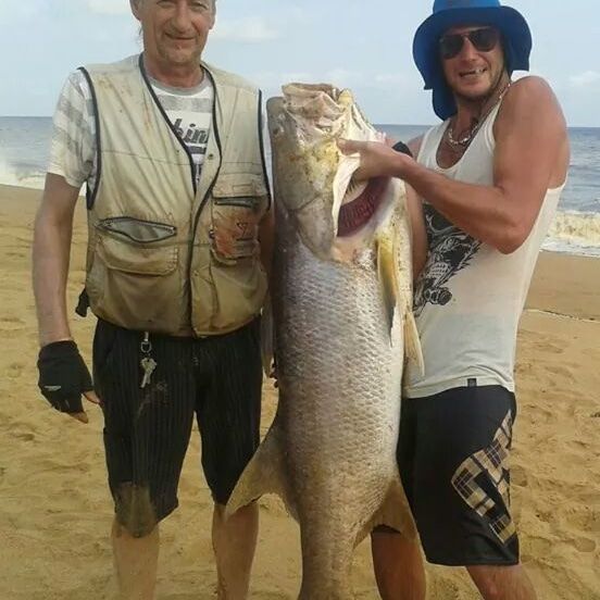Species Card of Giant African Threadfin | (Polydactylus Quadrifilis ...