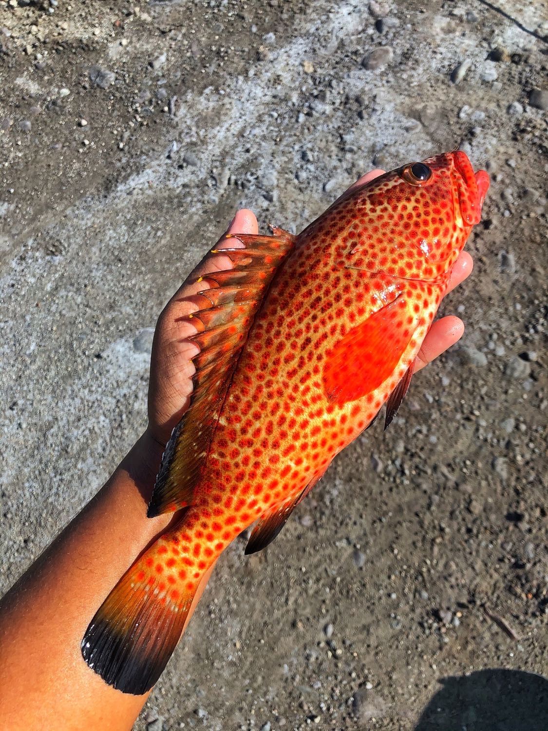 Best gear to fish Red Hind | (Epinephelus Guttatus) | FishFriender