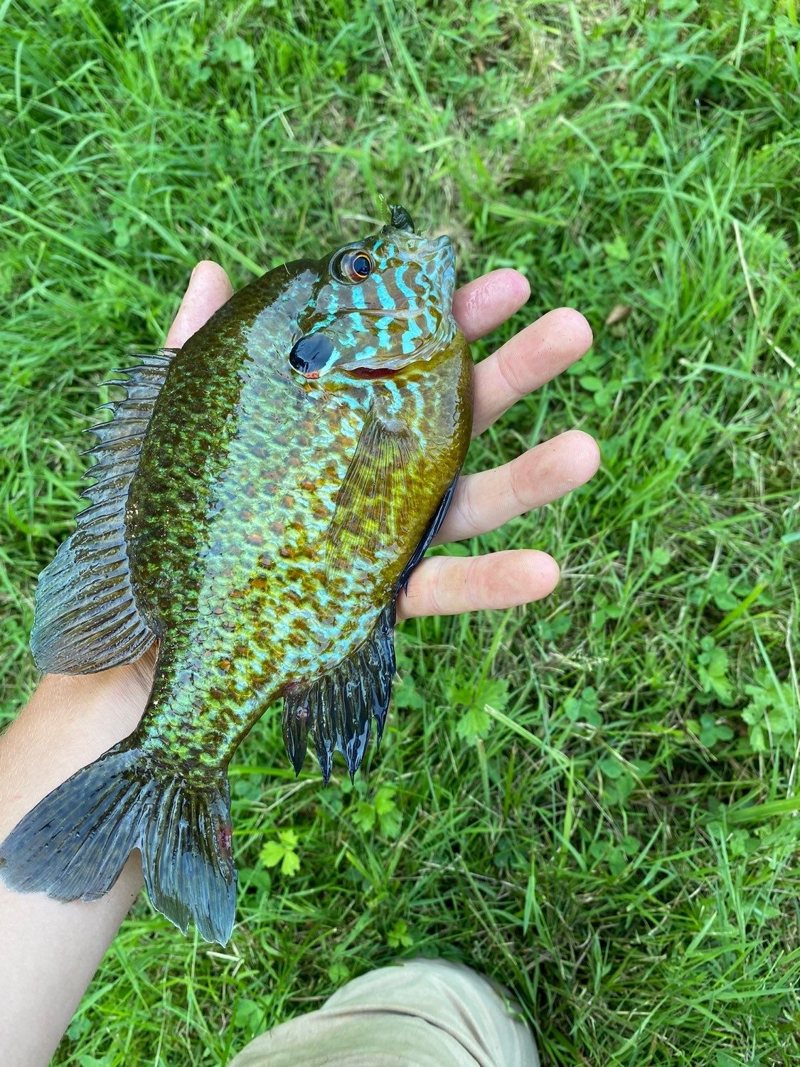 Last Green Sunfish caught | (Lepomis Cyanellus) | FishFriender