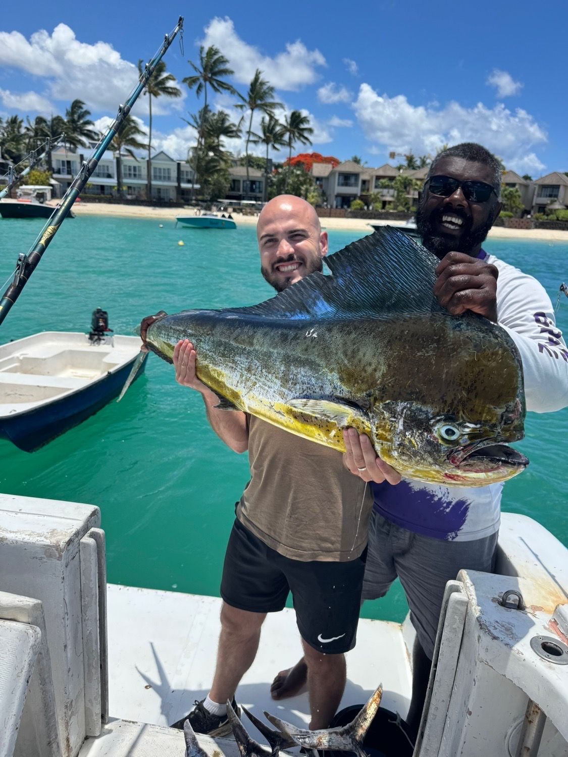 Daurade Coryphène (Mahi-Mahi) : Fiche Espèce | (Coryphaena Hippurus ...