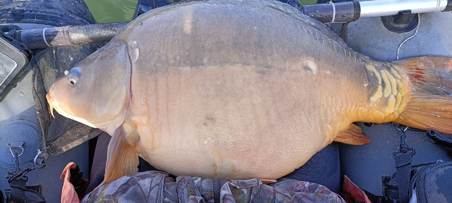 Last Leather Carp caught | (Cyprinus Carpio Carpio) | FishFriender