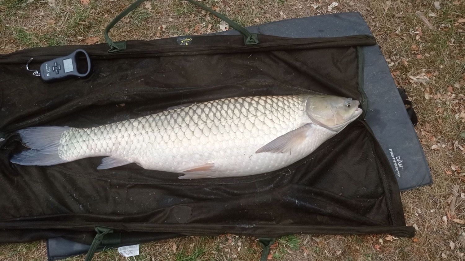 Best gear to fish Silver Carp | (Hypophthalmichthys Molitrix ...