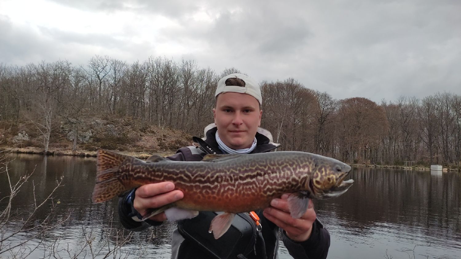 Last Tiger Trout caught | (Salmo trutta X Salvelinus fontinalis ...