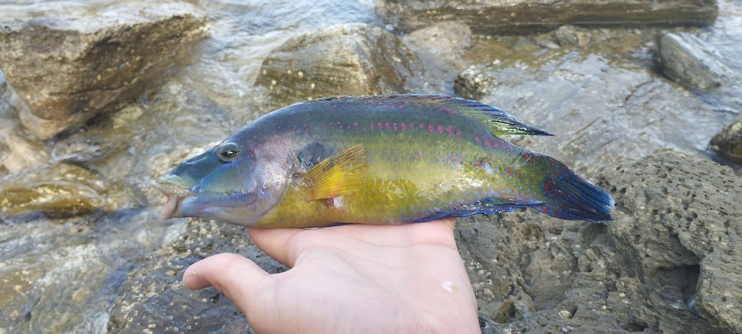 Best gear to fish | (Labrus Viridis) | FishFriender