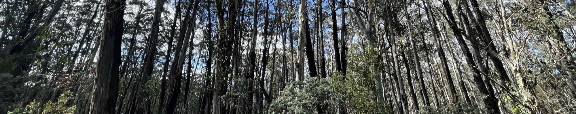 Draft Conservation advice for Alpine Ash forests of mainland Australia ...