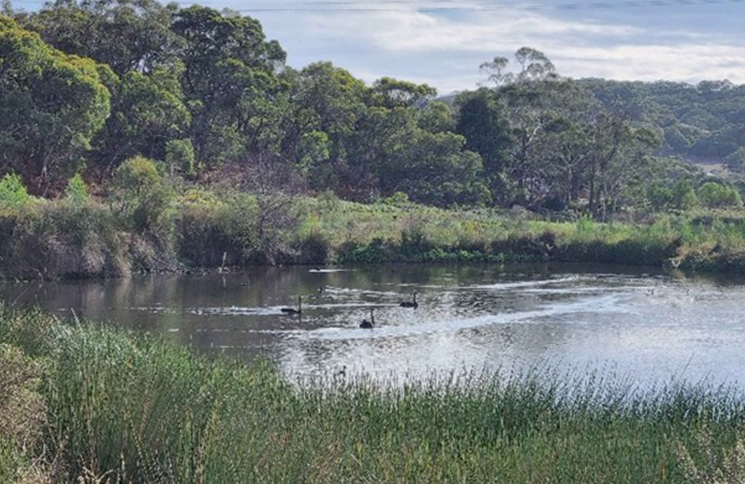 Draft National Recovery Plan for the Swamps of the Fleurieu Peninsula ...