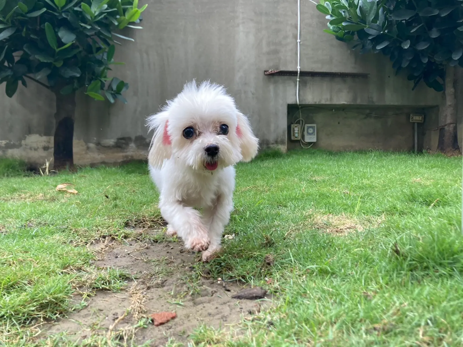 Chi Dog house - PAP 寵動植物交流平台