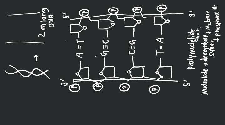 Draw a schematic diagram of a part of double stranded dinucleotide DNA c..