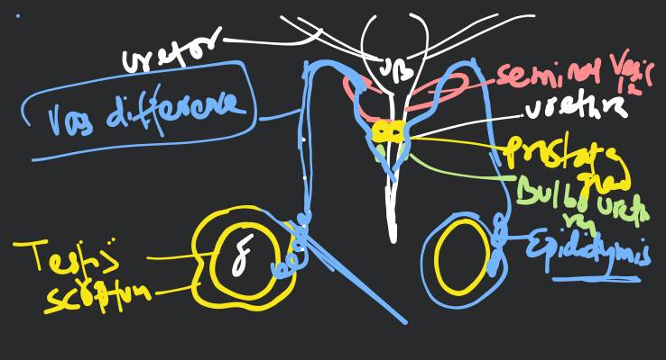 2. Draw a labelled diagram of male reproductive system. 3. Draw a labelle..