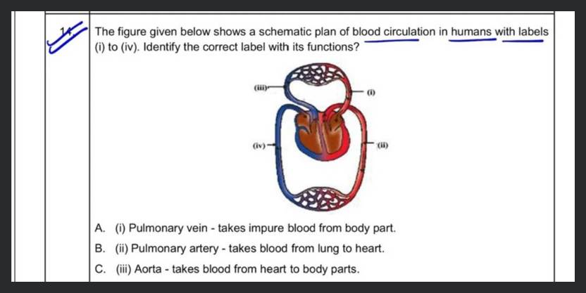 The figure given below shows a schematic plan of blood circulation in hum..