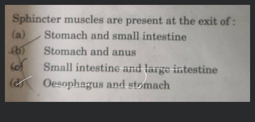 Sphincter muscles are present at the exit of: | Filo