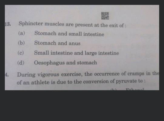 Sphincter muscles are present at the exit of: | Filo