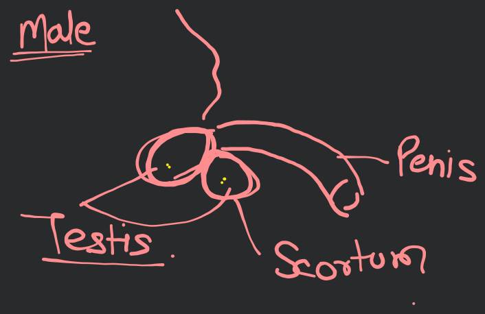 Ans. Male reproductive system comprises Testis, Scrotum, Vasa efferentia,..