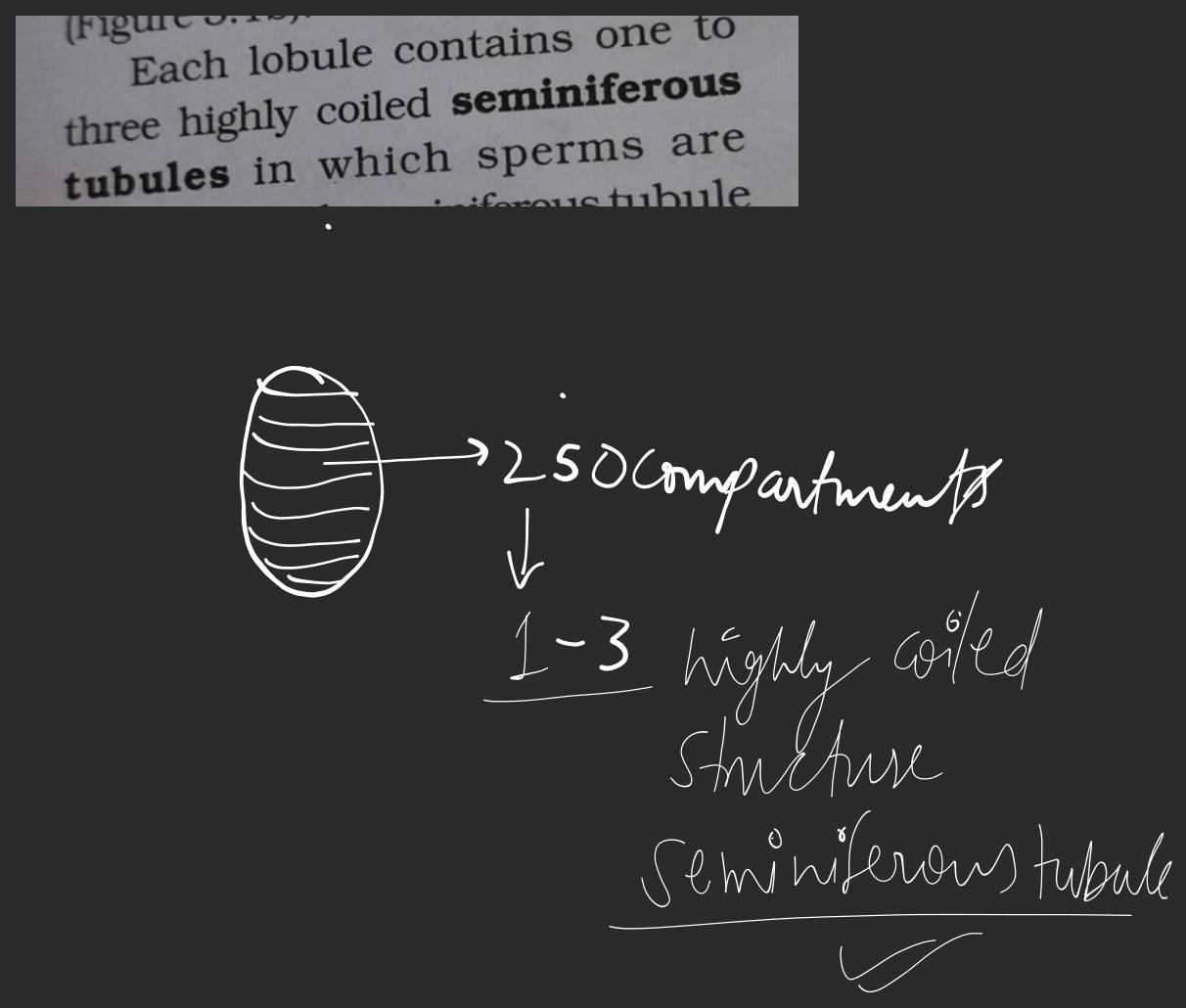 Each lobule contains one to three highly coiled seminiferous tubules in w..