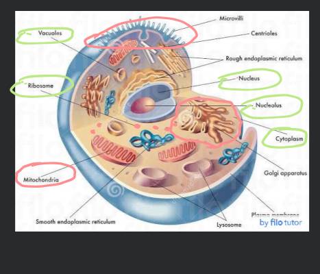 Draw the diagram of the human body cell and label the parts that you have..