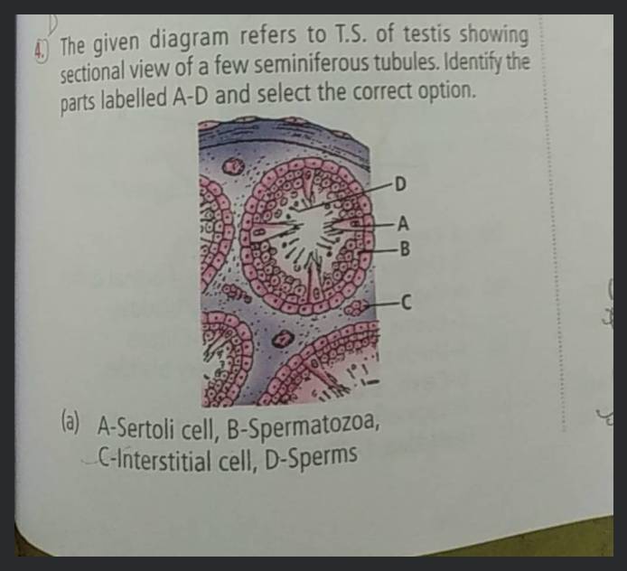 The given diagram refers to TS of testis showing sectional view of a few
