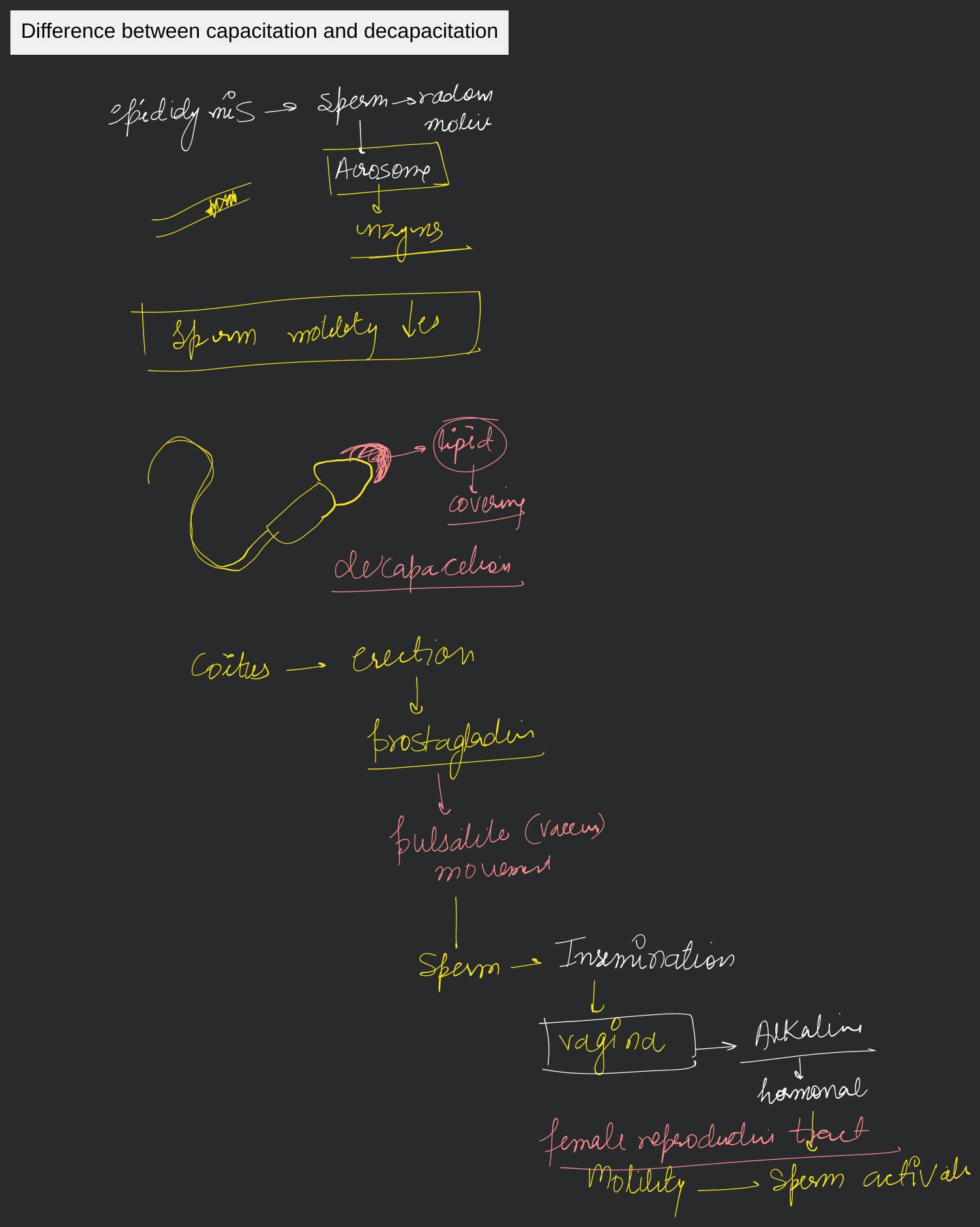 Difference between capacitation and decapacitation | Filo