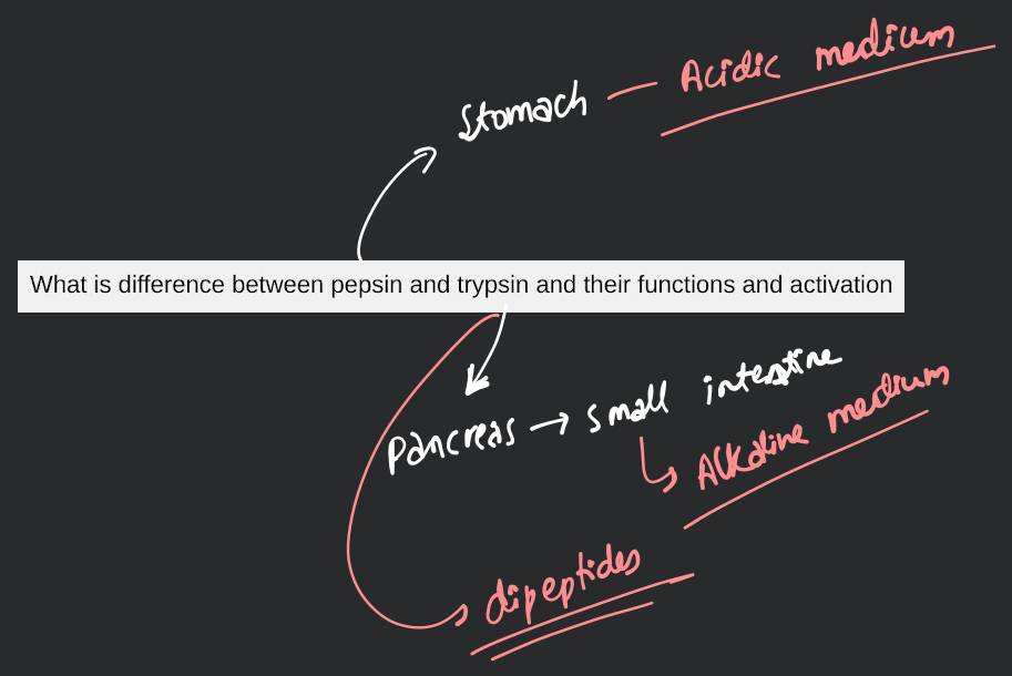What is difference between pepsin and trypsin and their functions and act..