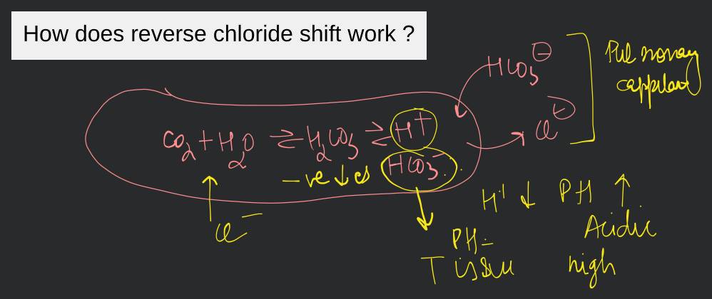 How does reverse chloride shift work ? | Filo