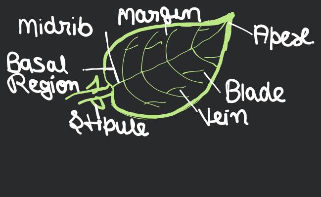 Draw neat & well labelled diagram of Structure of leaf | Filo