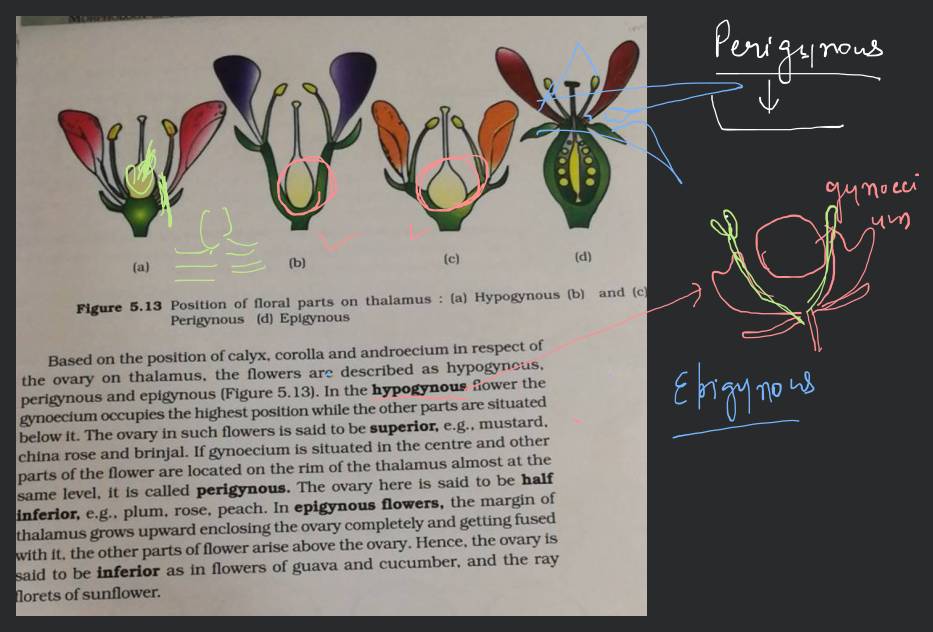 Thalamus Of Flower