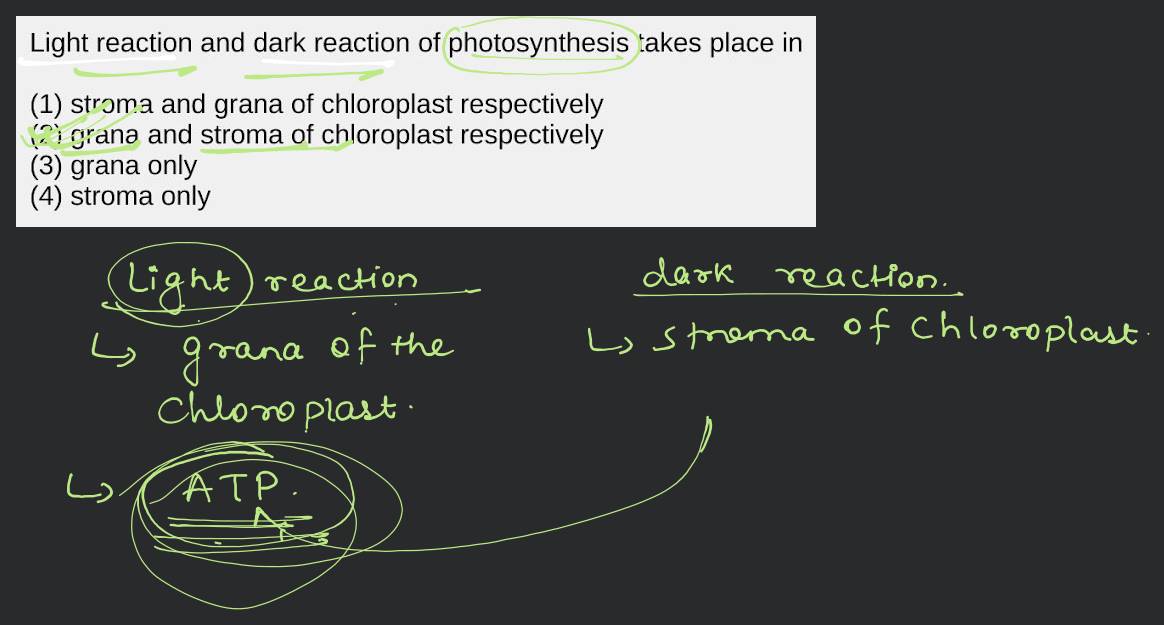 Light reaction and dark reaction of photosynthesis takes place in | Filo