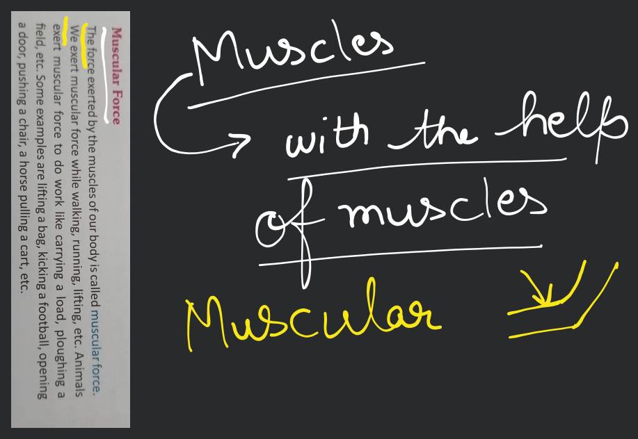 Muscular Force The force exerted by the muscles of our body is called mus..