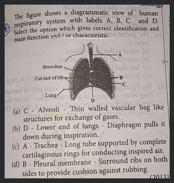 The figure shows a diagrammatic view of human respiratory system with lab..