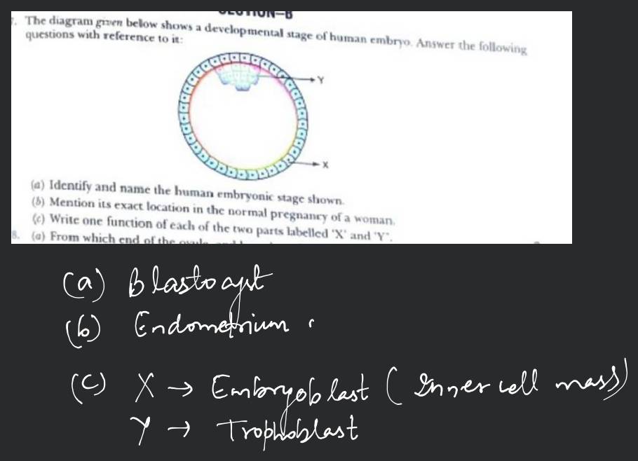 The diagram given below shows a developmental stage of human embryo. Answ..