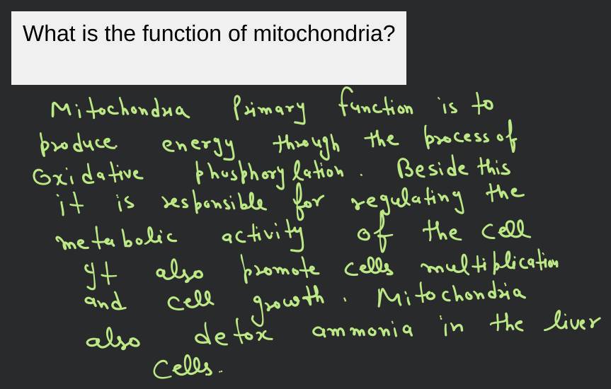 What is the function of mitochondria? | Filo