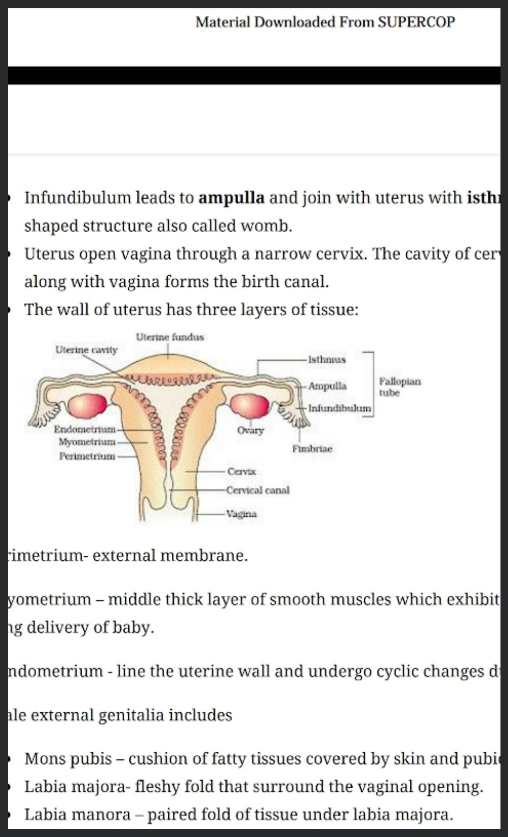 Draw a labelled diagram of female reproductive system. | Filo
