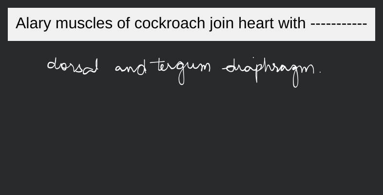 Alary muscles of cockroach join heart with ----------- | Filo