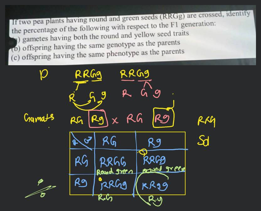 If two pea plants having round and green seeds (RRGg) are crossed, identi..