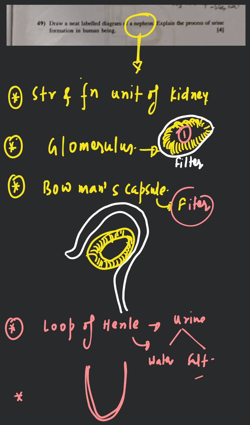 Draw labelled diagram of a nephron. Explain the process of urine formatio..