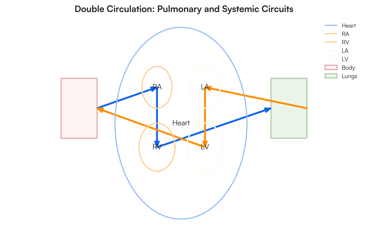 Explain with diagram how double circulation takes place in the human hear..