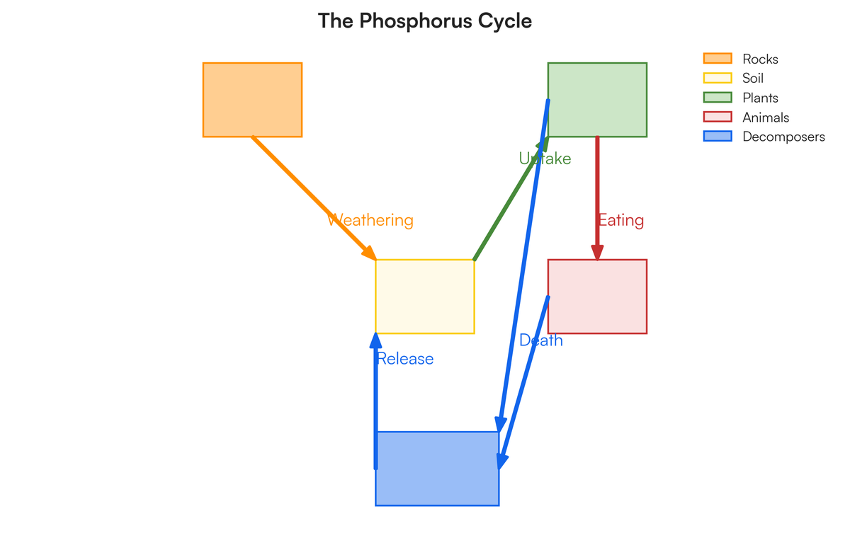 Create diagrams for typical carbon, phosphorous, and nitrogen cycles that..