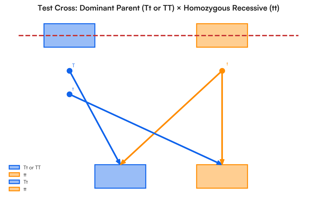 Use a diagram to differentiate between Test Cross and Backcross and give