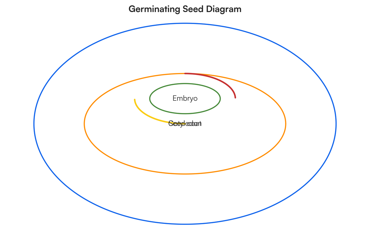 Draw the diagram of germination of seed and label the parts: a) future pl..