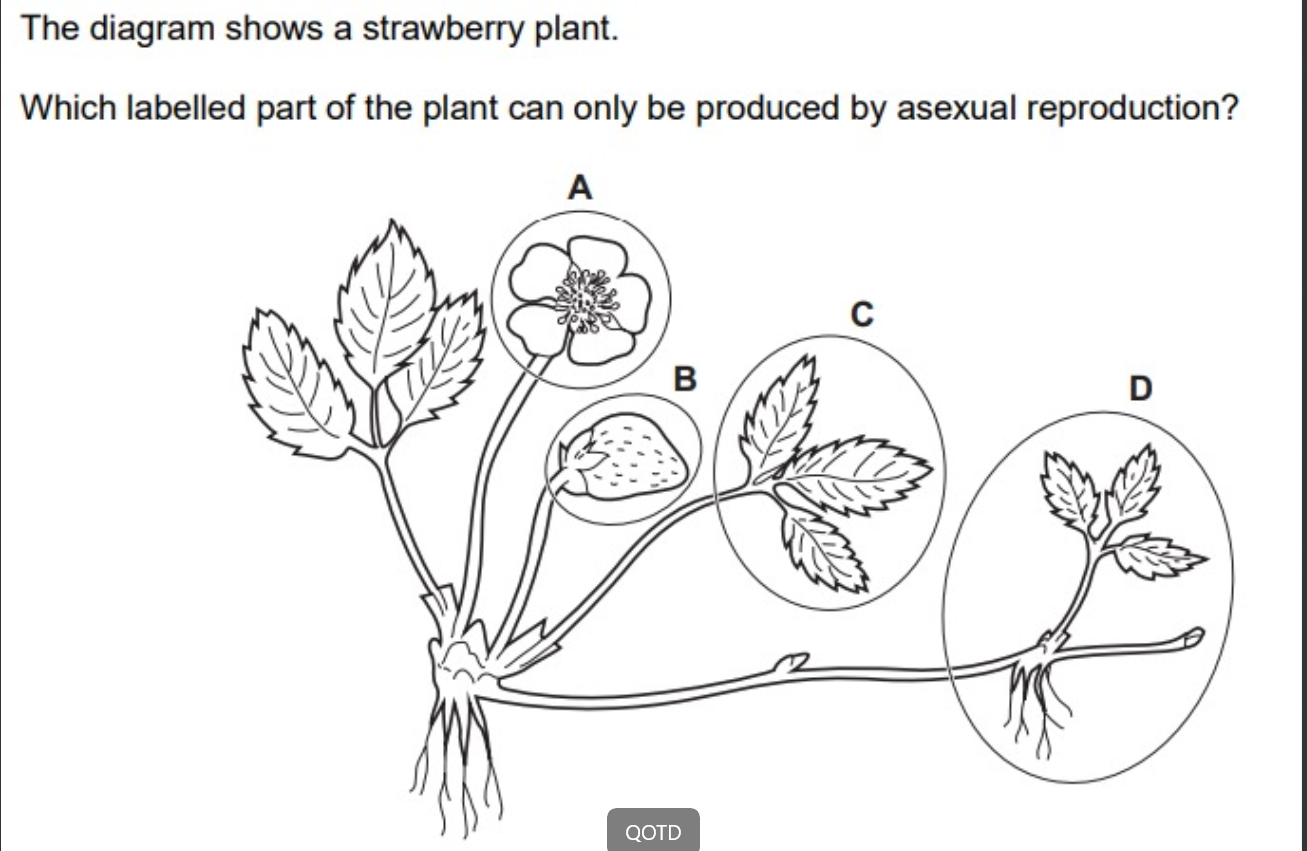 The diagram shows a strawberry plant. Which labelled part of the plant ca..
