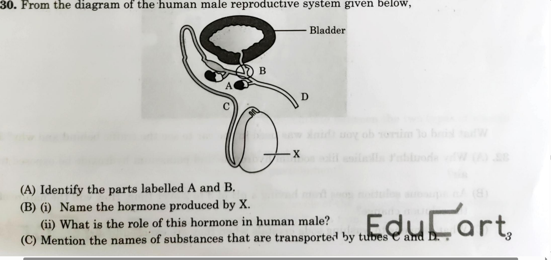 From the diagram of the human male reproductive system given below, (A) I..