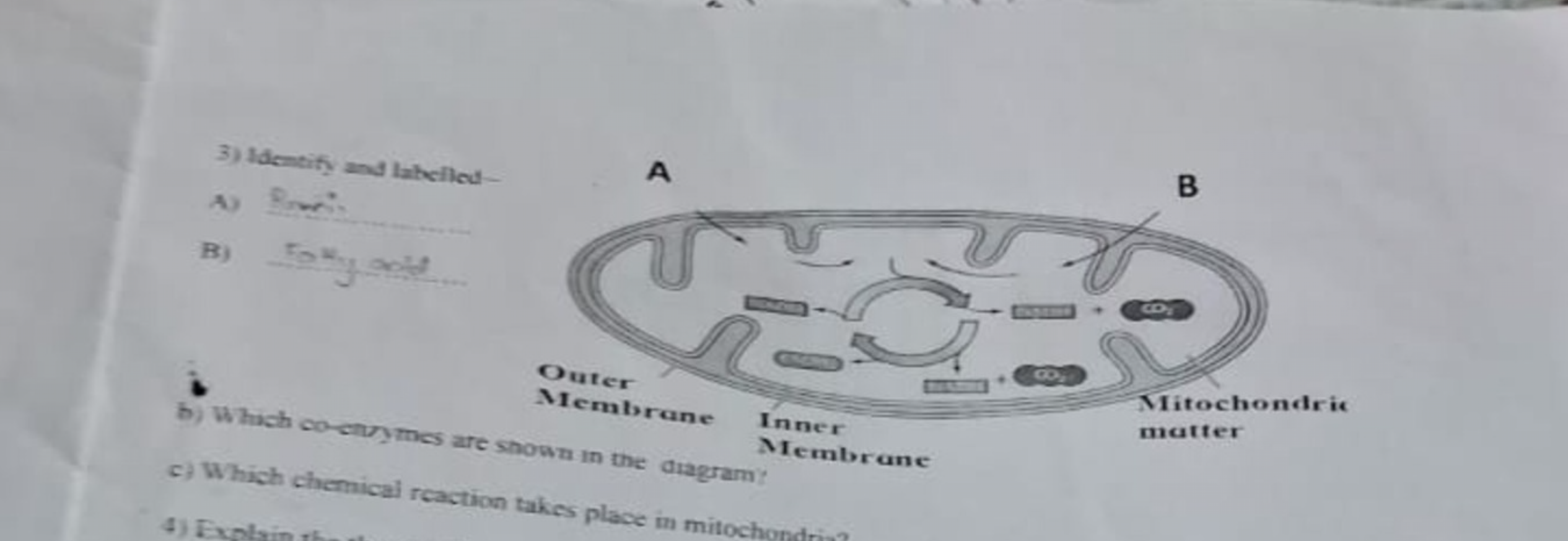 3) Identity and labelied- b) Whach co-crymes are shown in the dragram? c)..