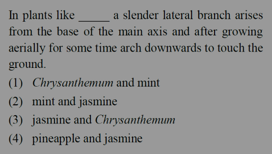 In plants like \qquad a slender lateral branch arises from the base of th..