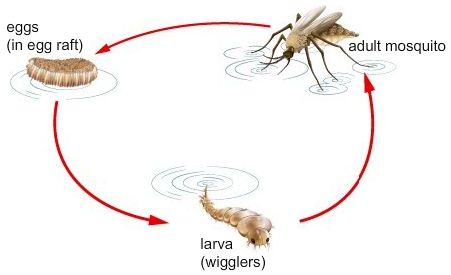 eggs(in egg raft)larva(wigglers)adult mosquito | Filo